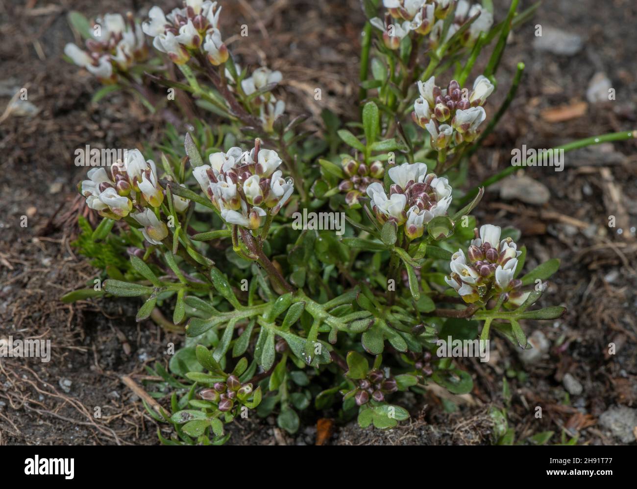 Mignonette-leaved Bittercress, Cardamine resedifolia, in flower at high ...