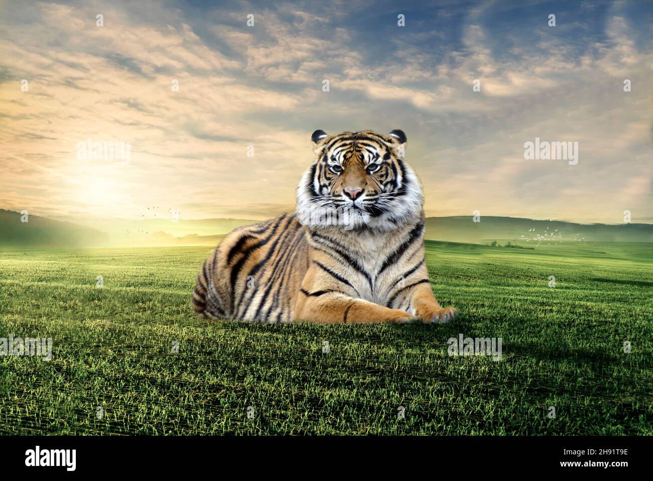 Amazing tiger lying in a clearing in the grass at sunset . Wildlife ...