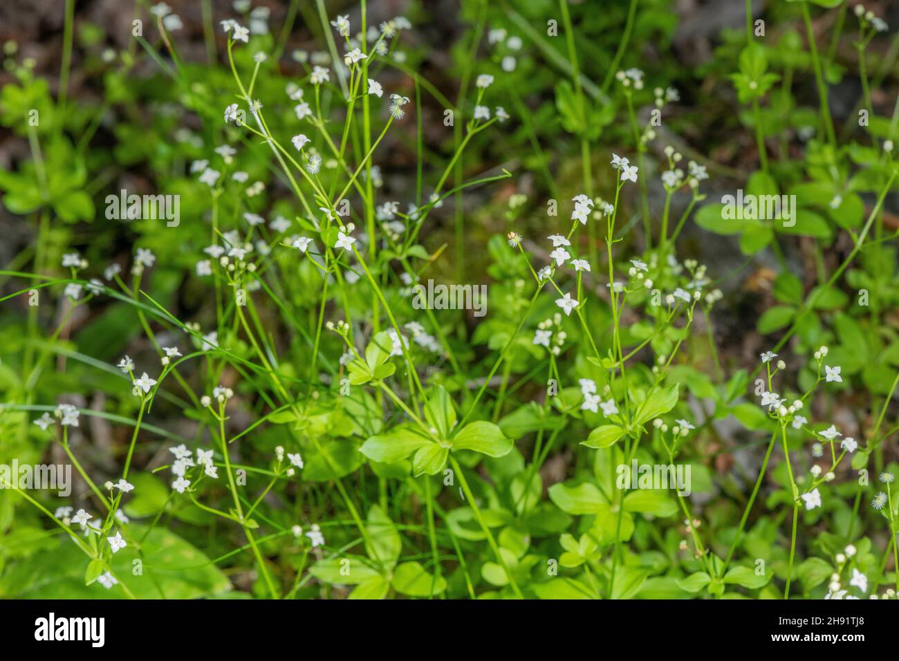 Round leaved bedstraw hi-res stock photography and images - Alamy