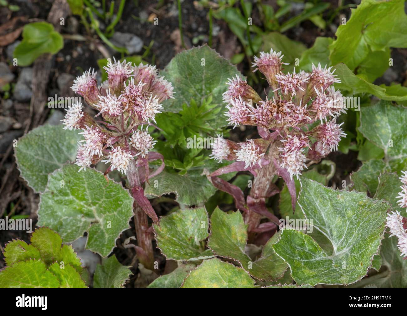 Alpine butterbur, Petasites paradoxus, in flower on streamside in the ...