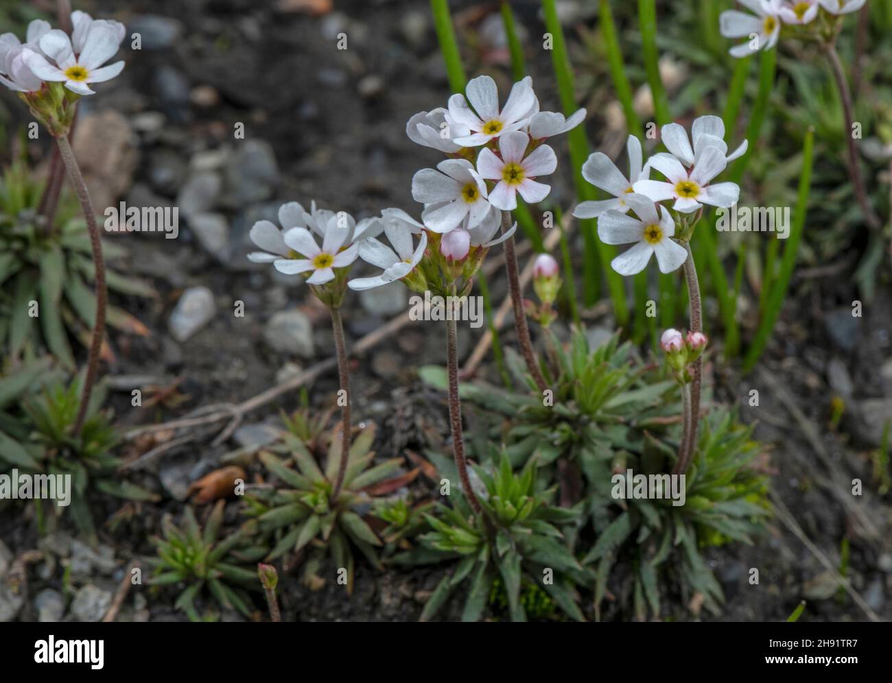 Androsace lactea hi-res stock photography and images - Alamy