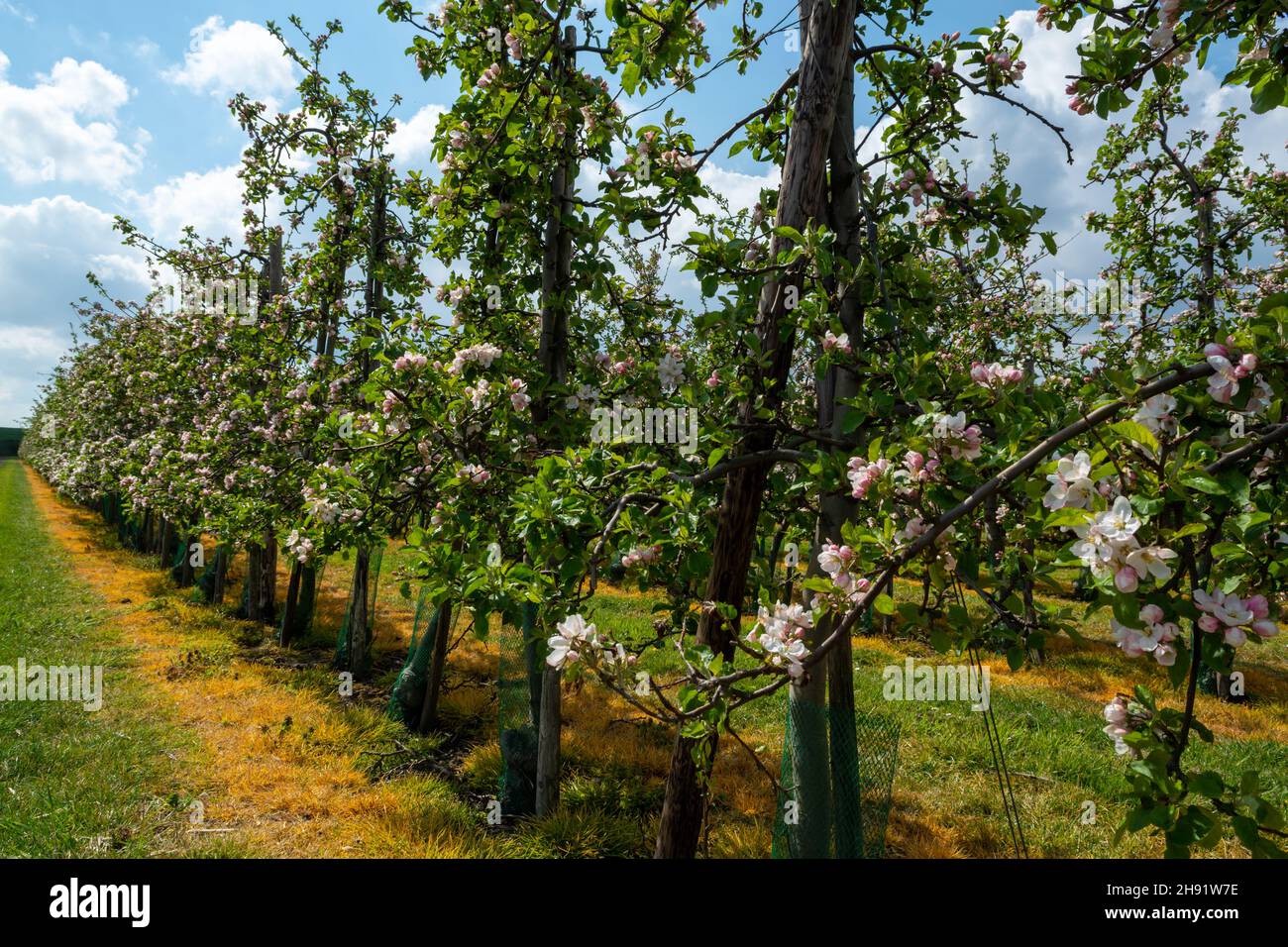 Spring pink blossom of apple trees on fruit orchards in Zeeland, the ...