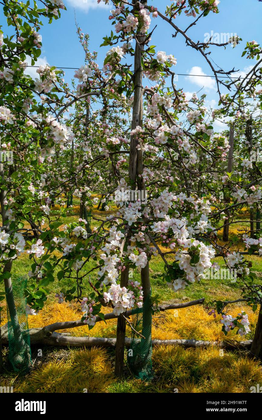 Spring pink blossom of apple trees on fruit orchards in Zeeland, the ...
