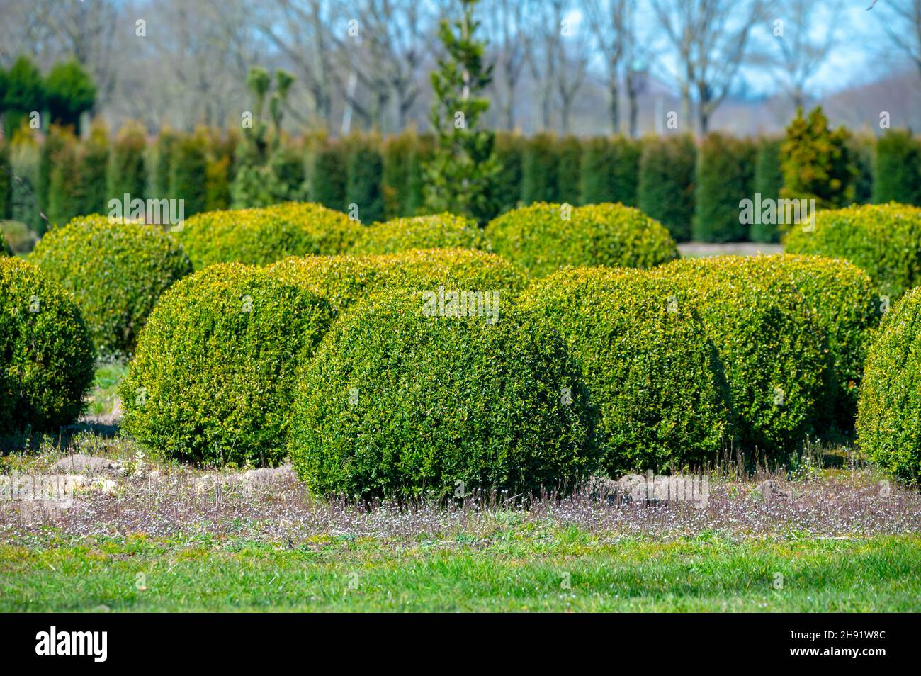 Growing box topiary hi-res stock photography and images - Alamy