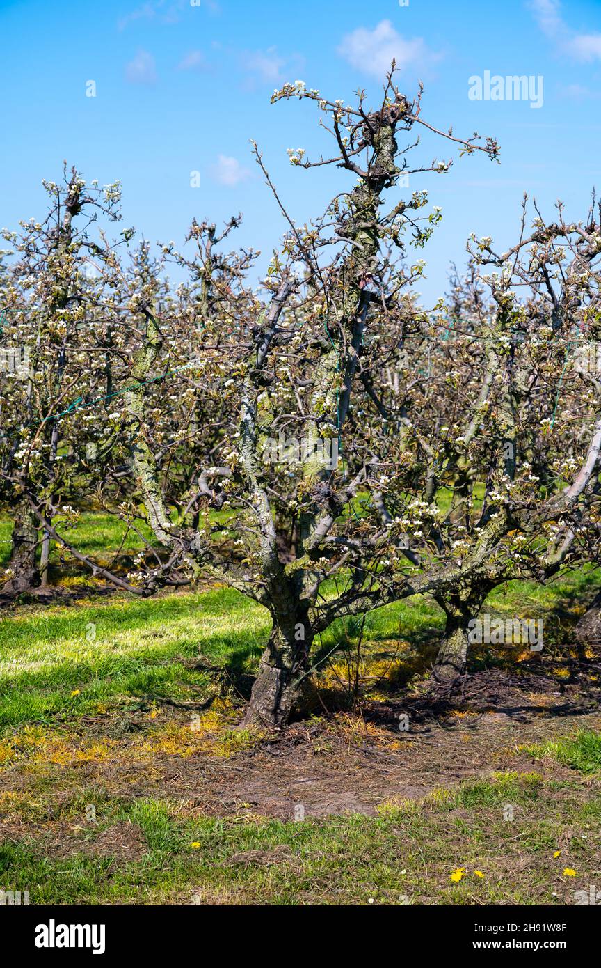 Cultivation of pear fruits on Dutch orchards, spring white blossom of ...