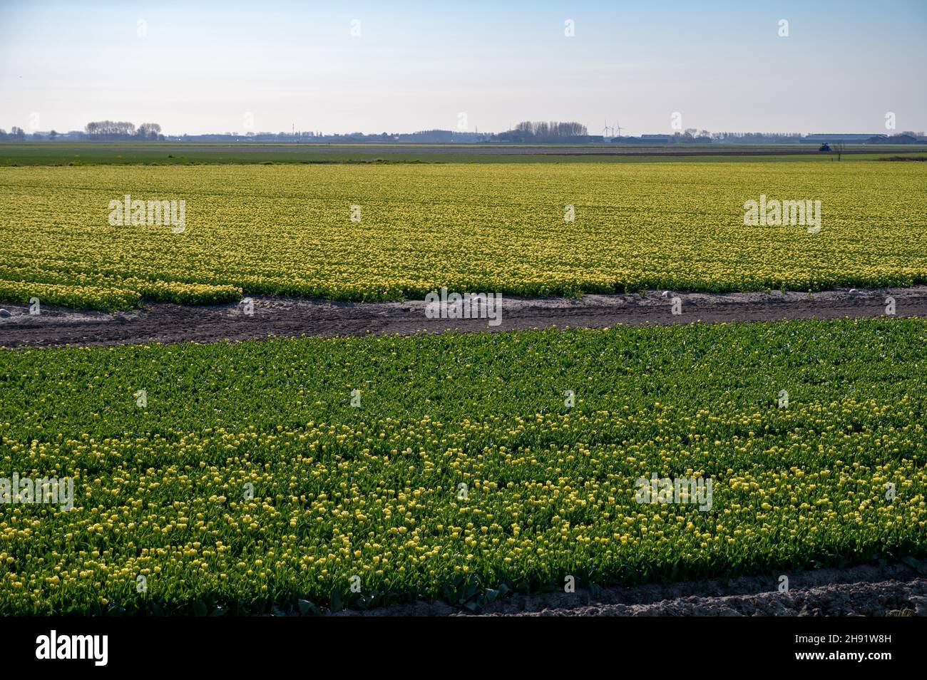 Tulip bulb production hi-res stock photography and images - Alamy