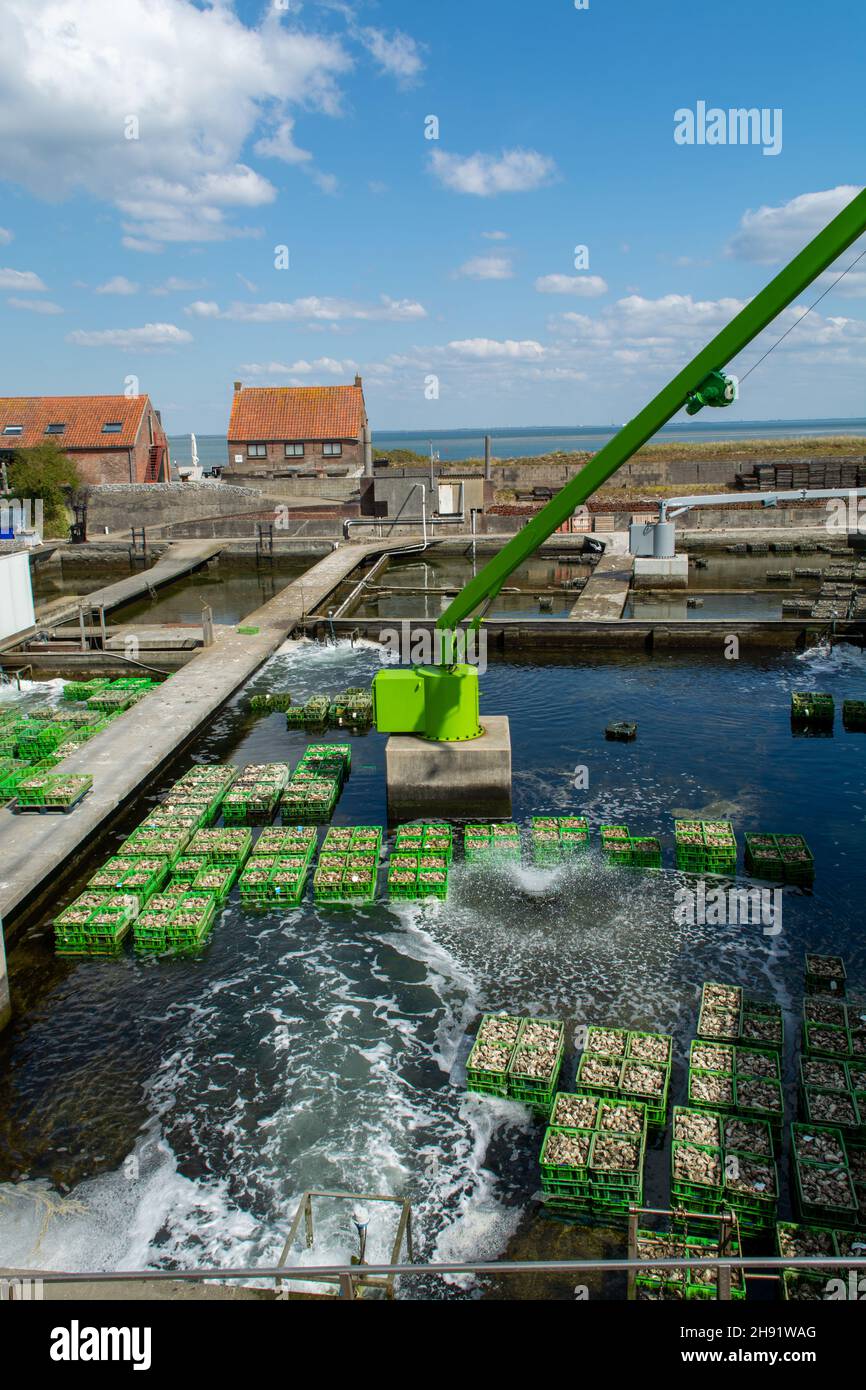 Oysters growing systems, keeping oysters in concrete oyster pits, where ...