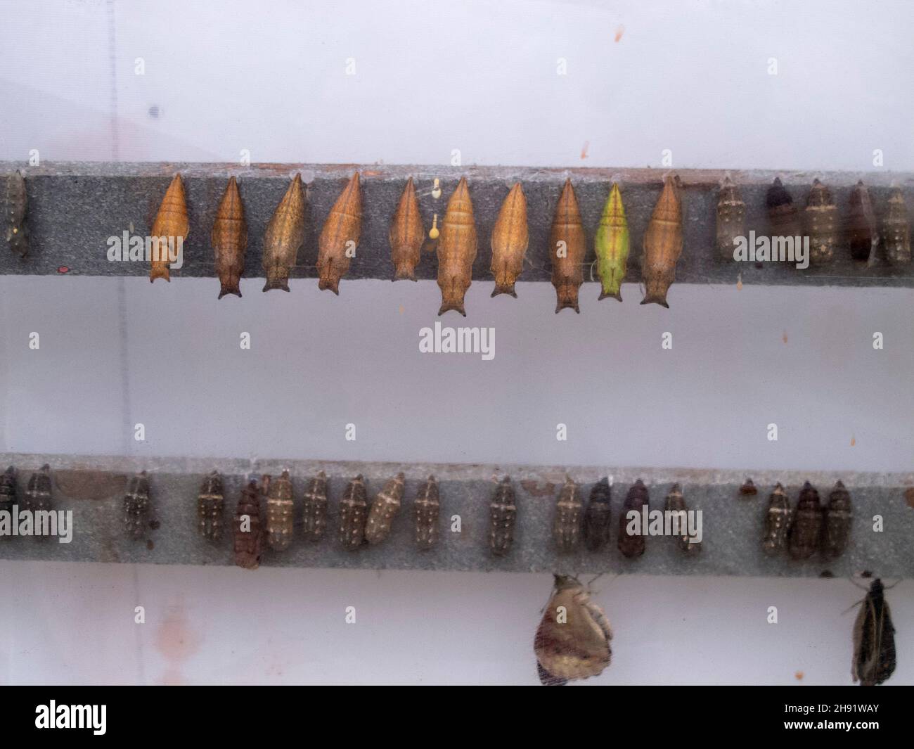 Cocoons at the zoo in Boston Massachusetts USA Stock Photo - Alamy
