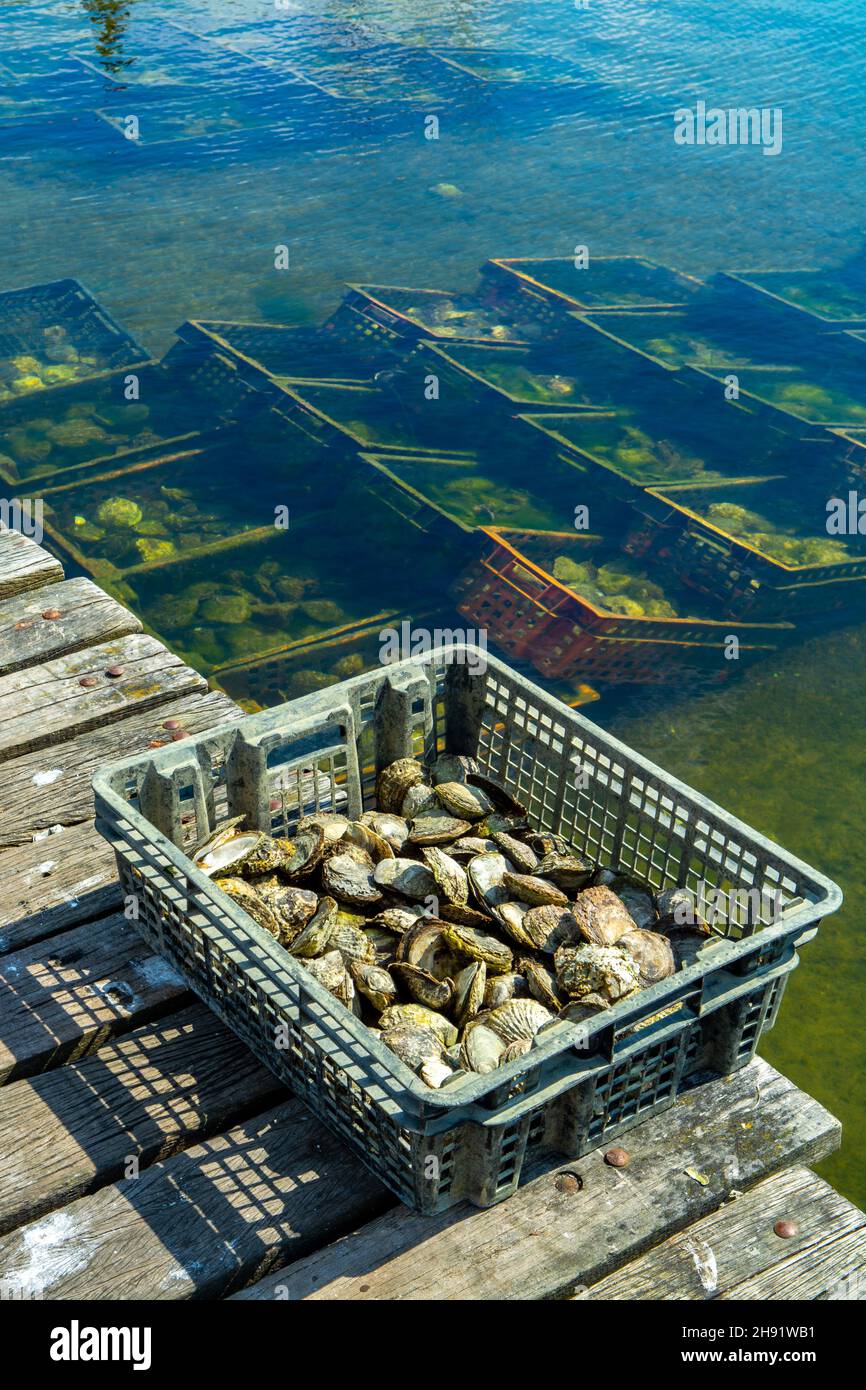 Oysters growing systems, keeping oysters in concrete oyster pits, where ...