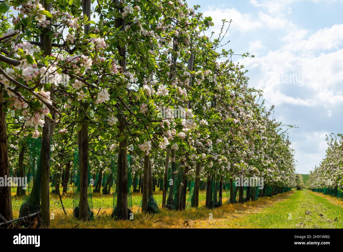 Spring pink blossom of apple trees on fruit orchards in Zeeland, the ...