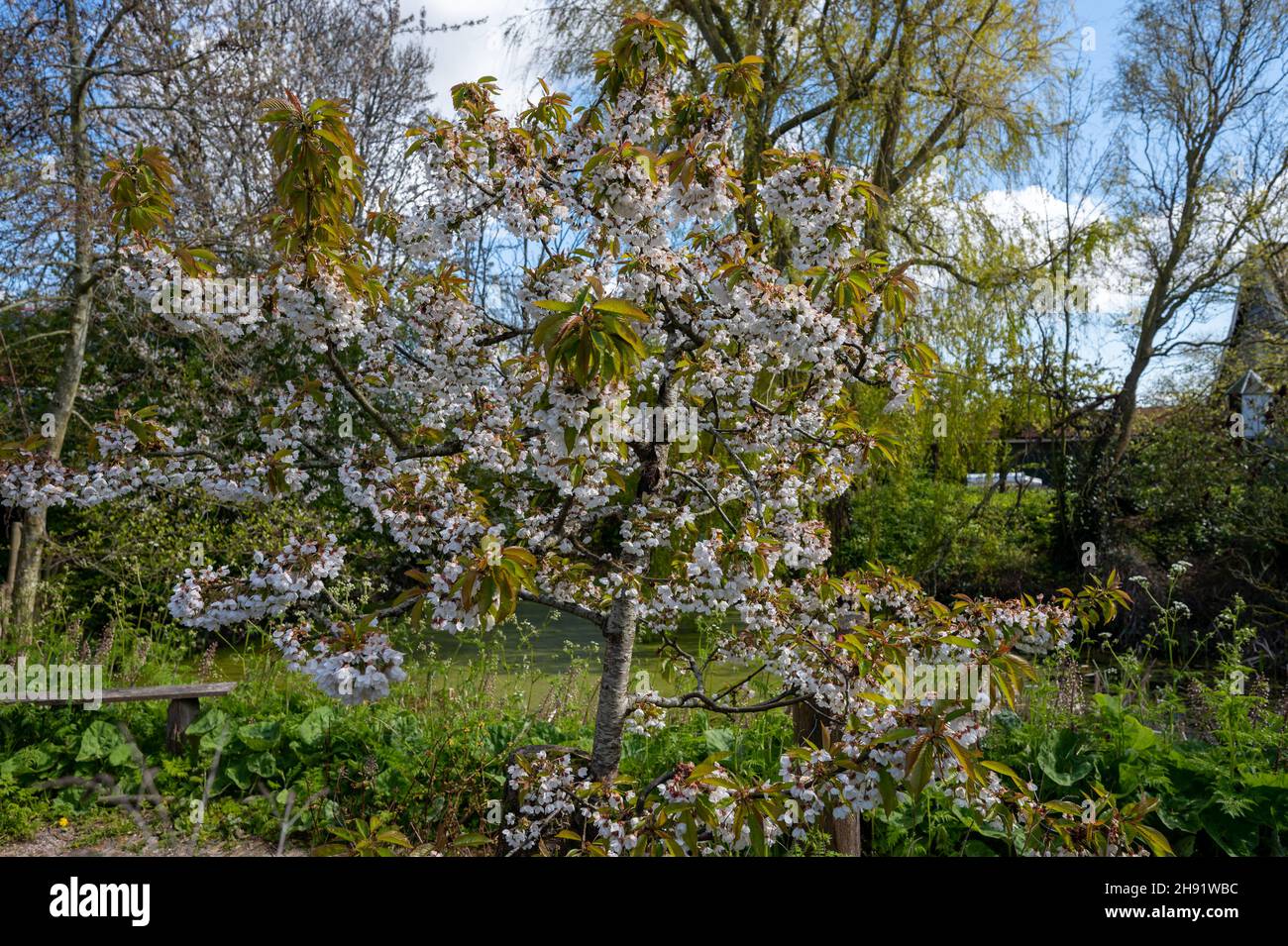 Spring white blossom of sweet cherry trees on fruit orchards in Zeeland ...