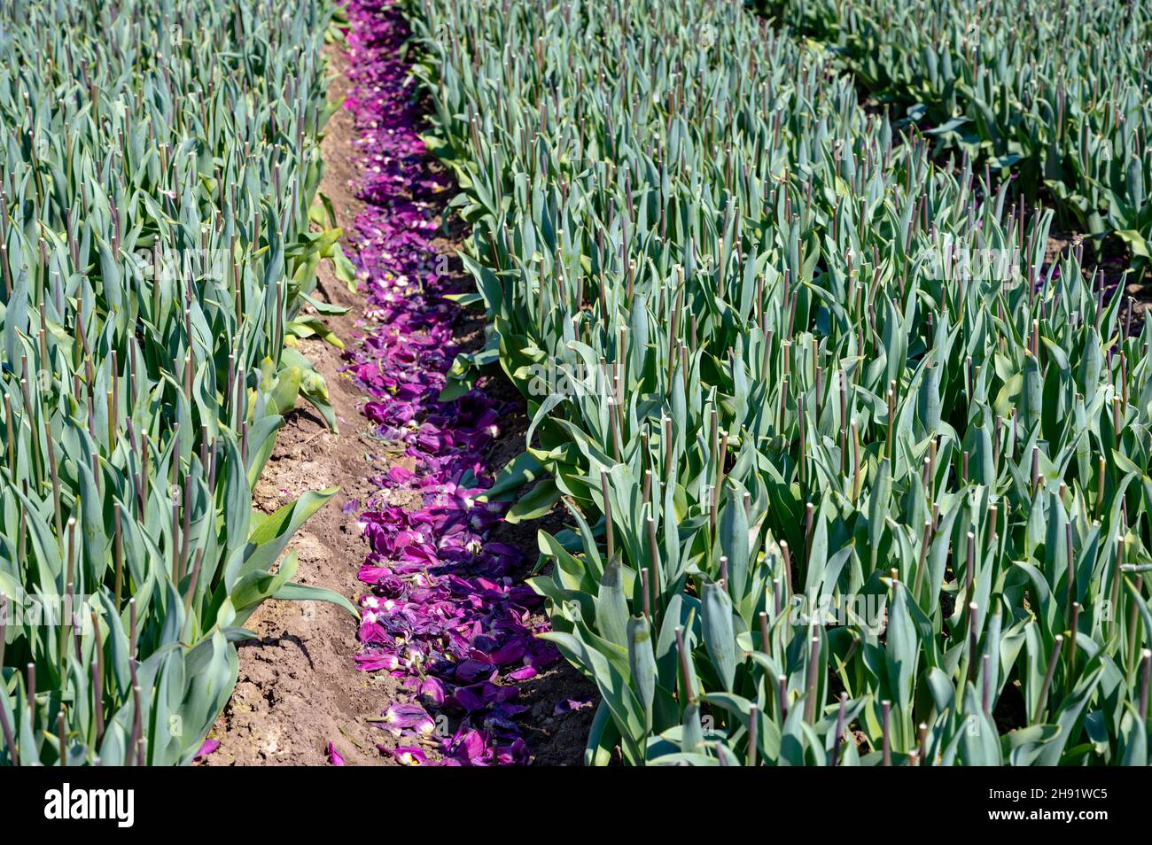 Tulips bulbs production in Netherlands, cutted tulip flowers heads on ...