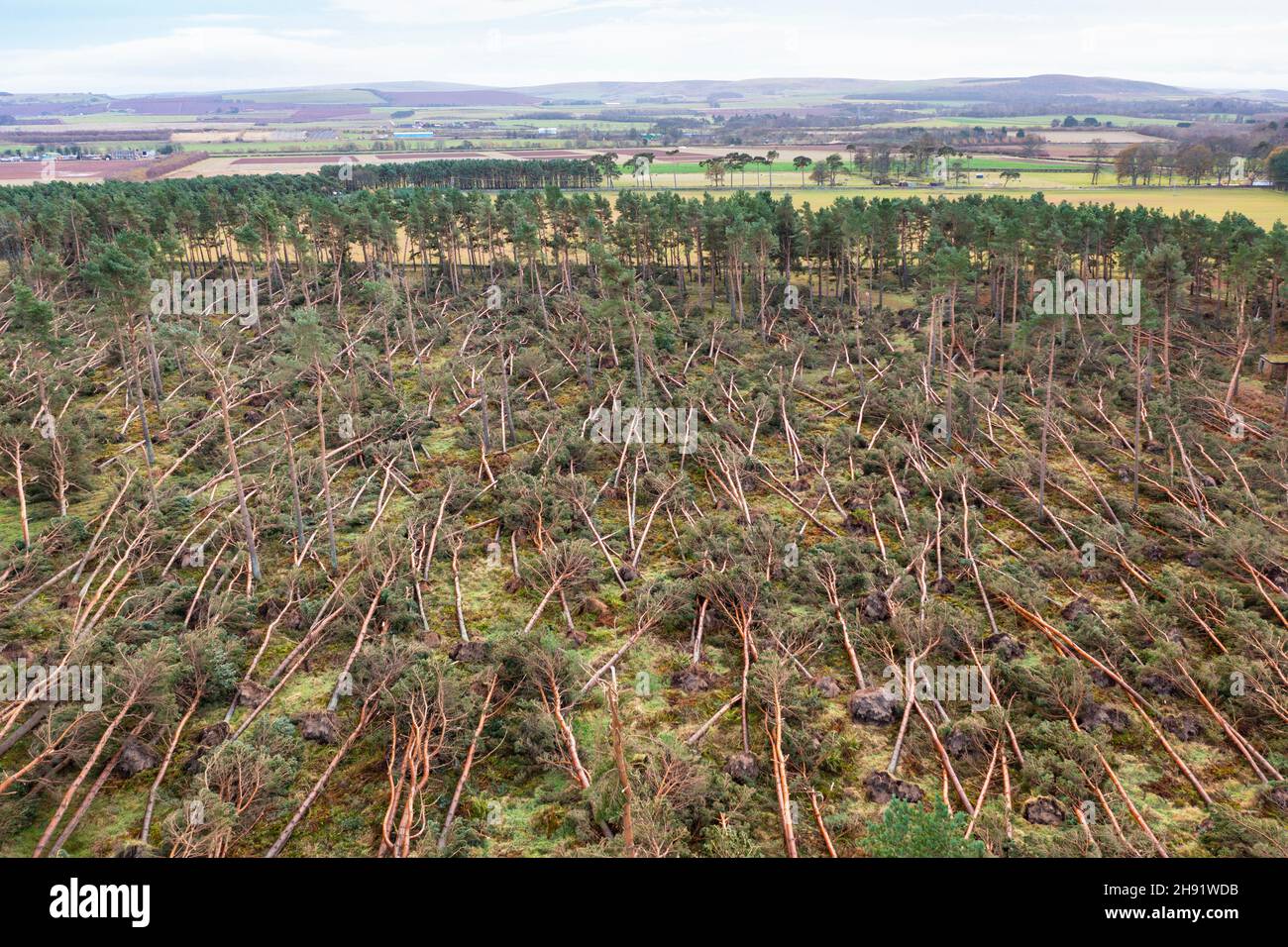 Aerial view of many trees blown over by Storm Arwen (26/27 Nov 2021) in ...