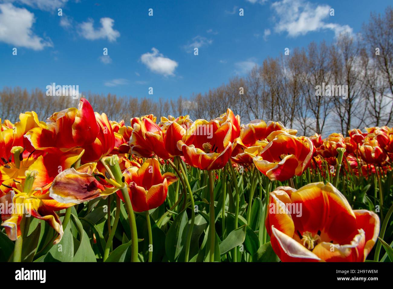 Tulips bulbs production in Netherlands, colorful spring fields with ...