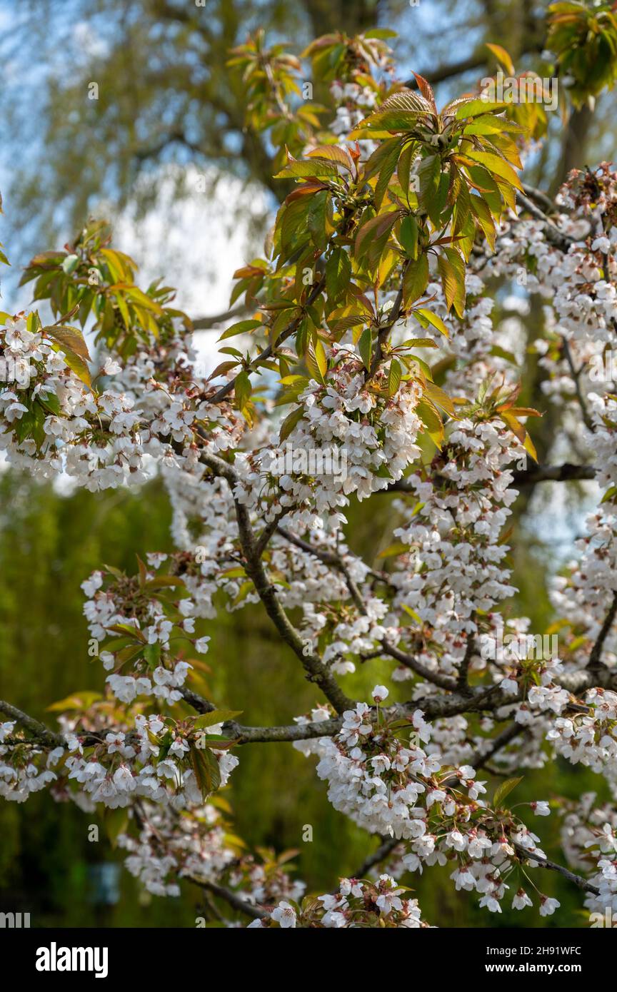Spring white blossom of sweet cherry trees on fruit orchards in Zeeland ...