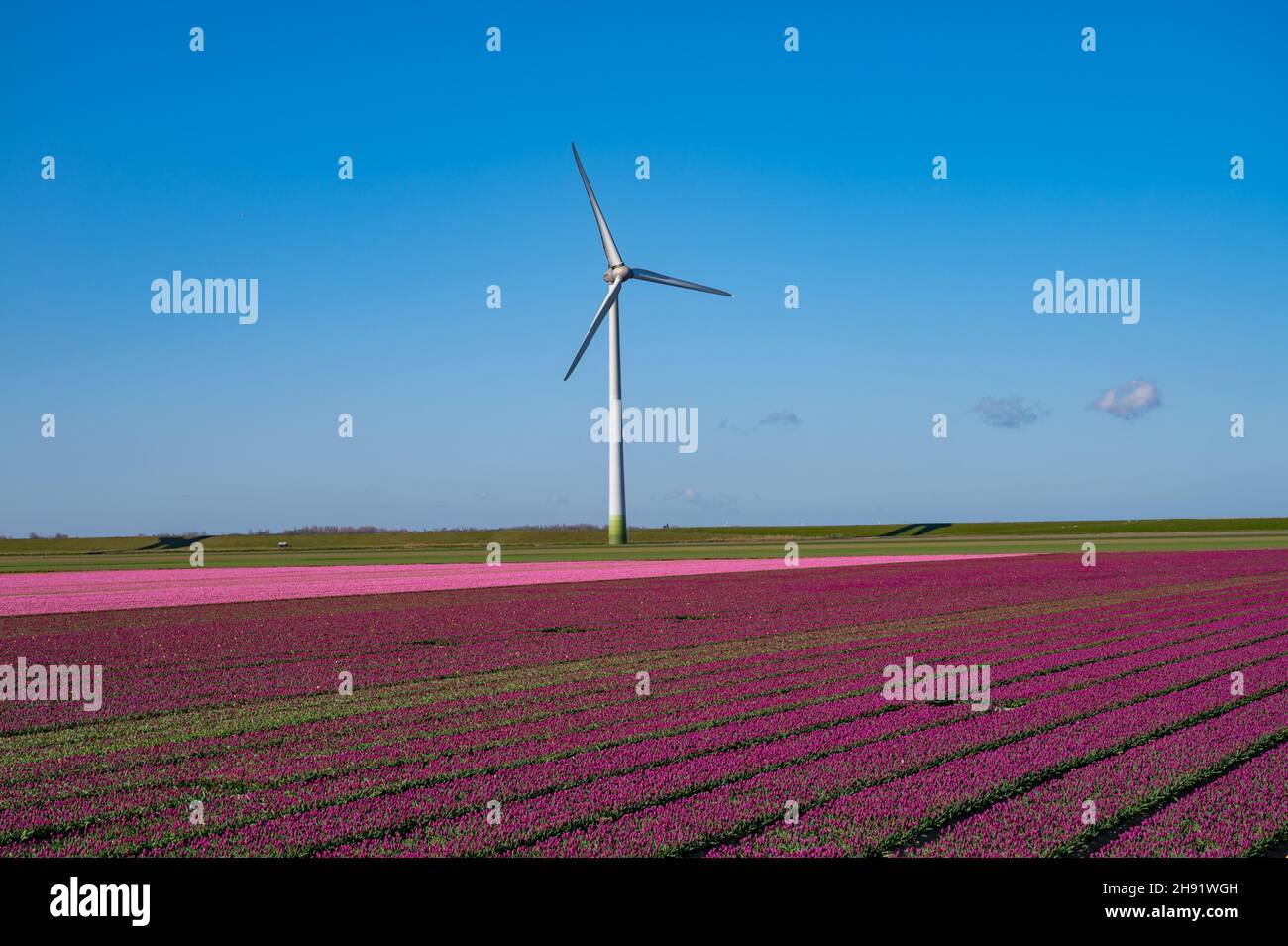 Tulips bulbs production in Netherlands, colorful spring fields with ...