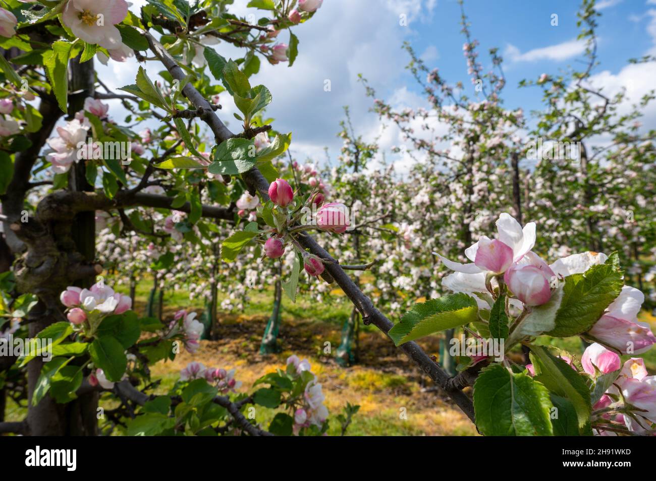 Spring pink blossom of apple trees on fruit orchards in Zeeland, the ...