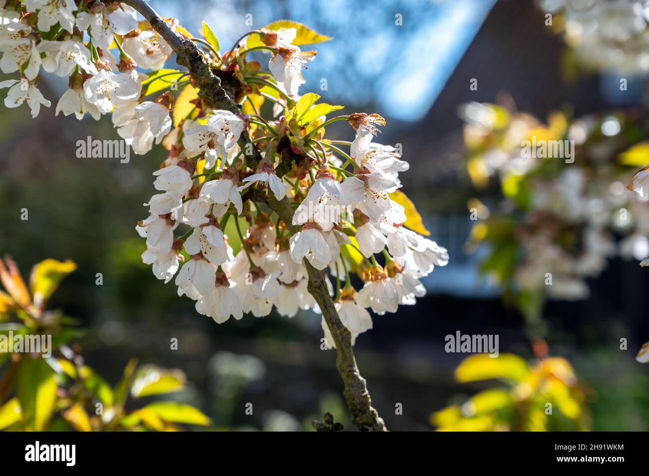 Spring white blossom of sweet cherry trees on fruit orchards in Zeeland ...