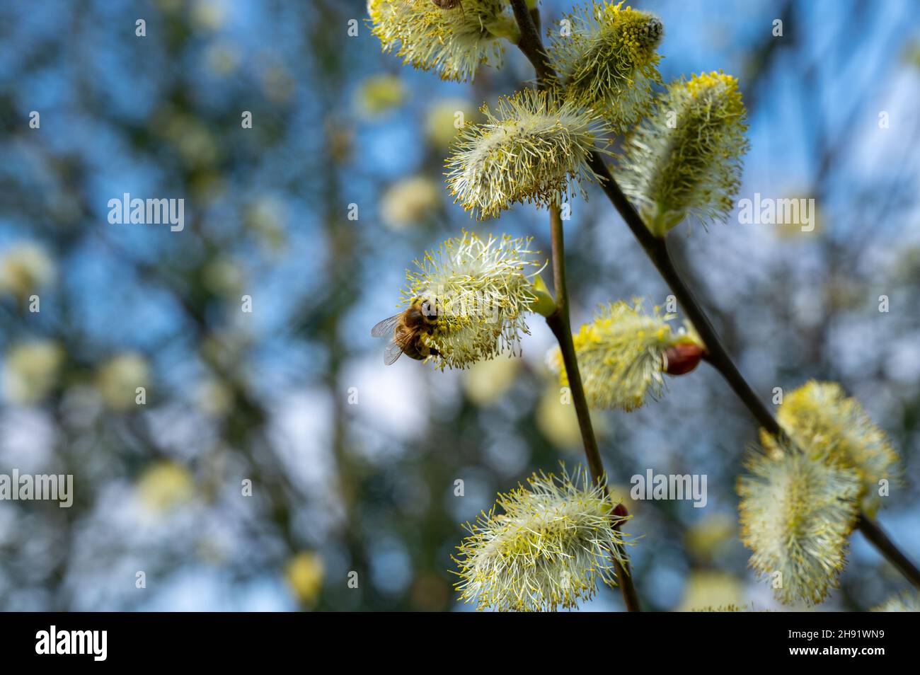 Bees pollinate spring blooming willow tree in garden, flora and fauna ...