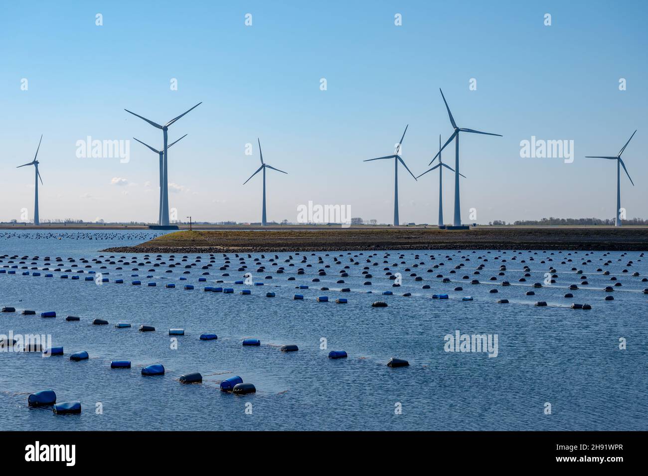 Netherlands, Bruinisse, Mussels farming in Oosterschelde or Grevelingen ...