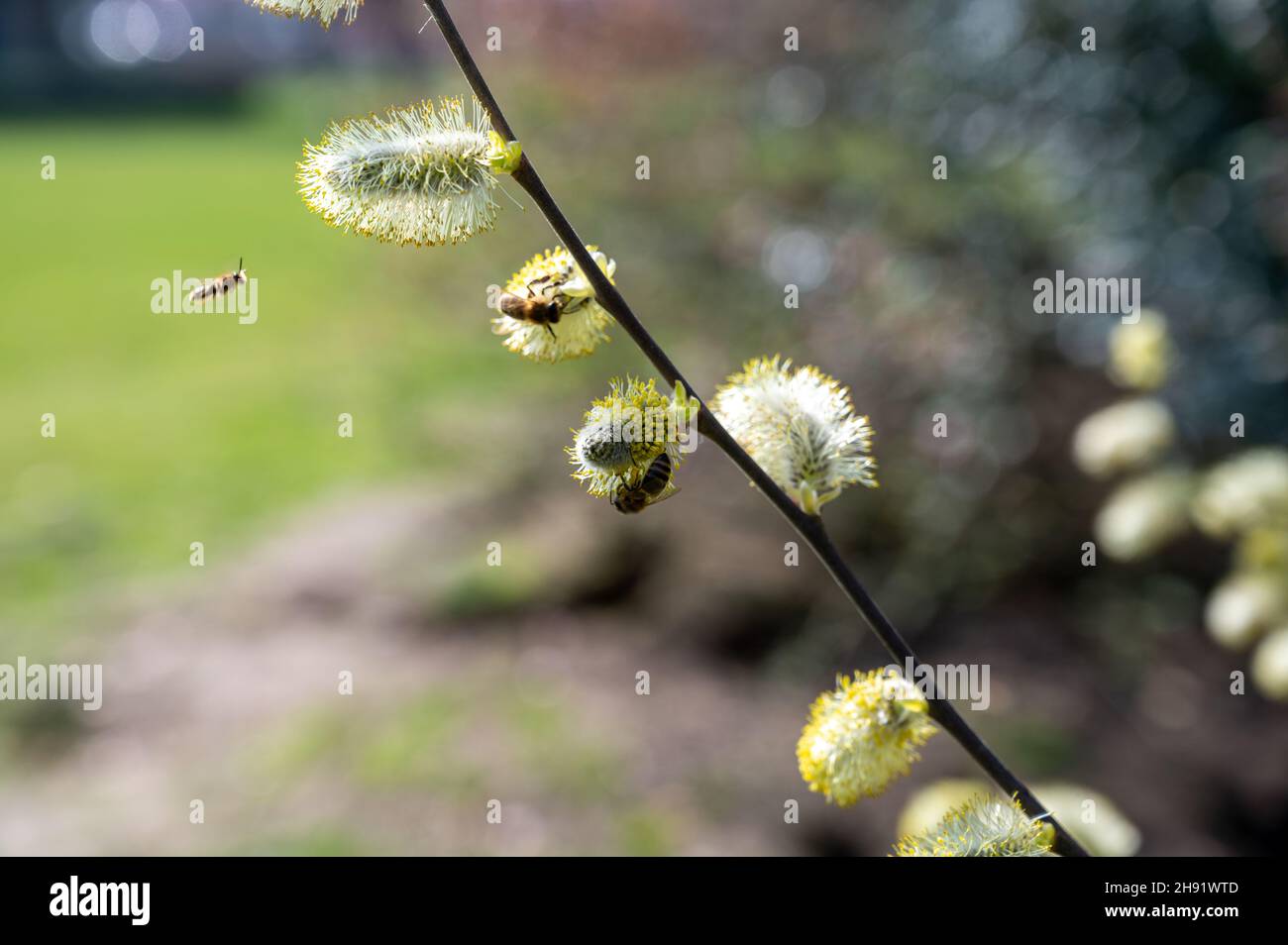 Bees pollinate spring blooming willow tree in garden, flora and fauna ...