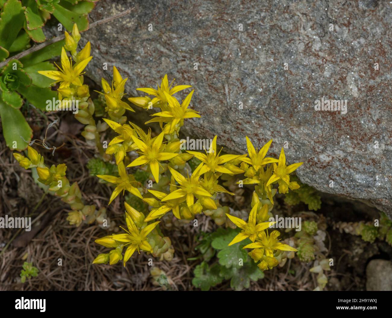 Biting stonecrop, Sedum acre, in flower Stock Photo - Alamy