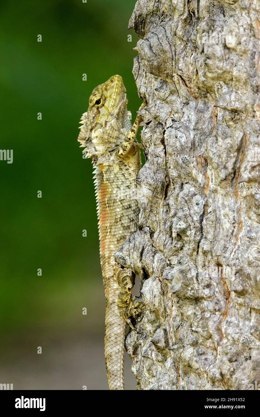 Selective focus shot of a lizard crawling on a tree trunk Stock Photo ...