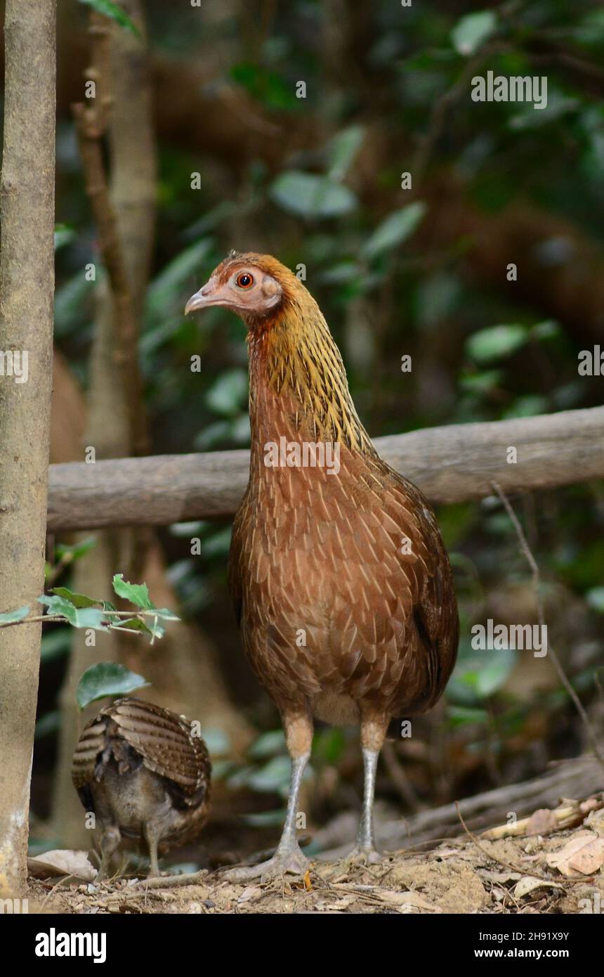 Wild jungle fowl in Thailand Stock Photo - Alamy