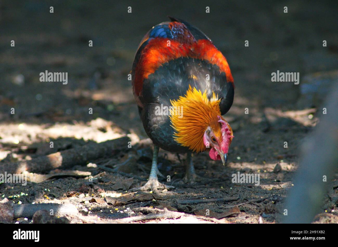 Wild jungle fowl in Thailand Stock Photo - Alamy
