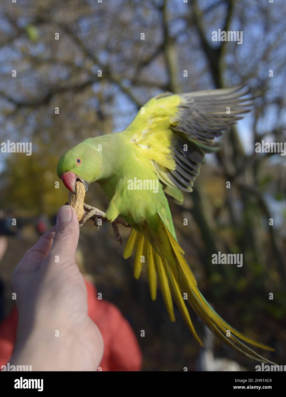 Bird landing in hand hi-res stock photography and images - Alamy