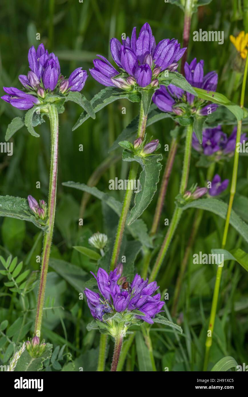 Clustered bellflower, Campanula glomerata, in flower Stock Photo - Alamy