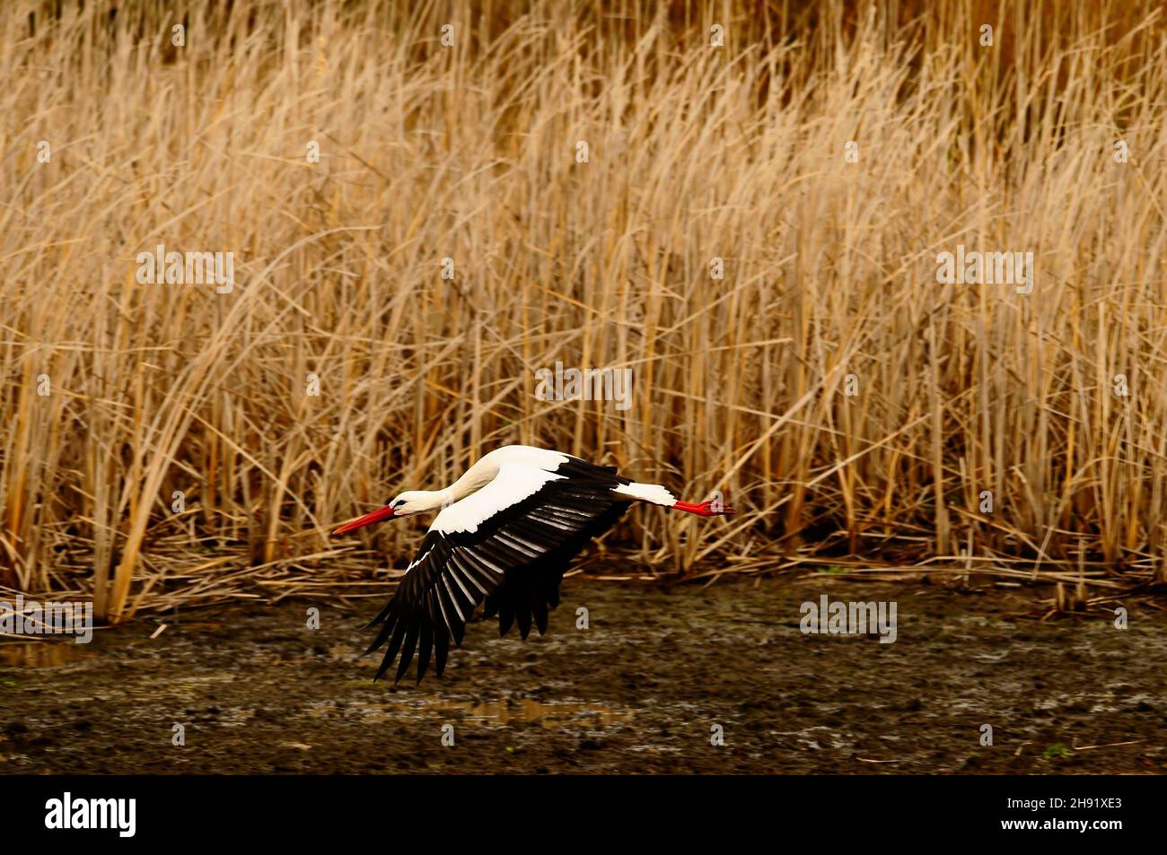 Ciconia ciconia - The white stork is a species of bird in the ...
