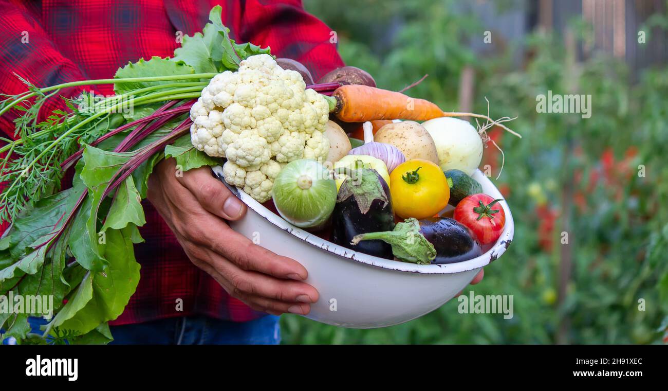 Farmer holds box vegetables from hi-res stock photography and images ...