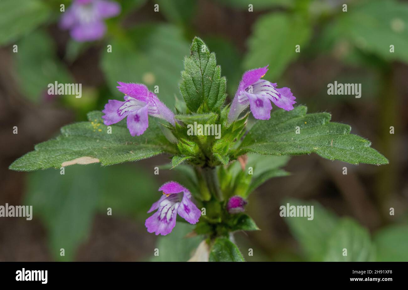 Red hemp-nettle, Galeopsis ladanum subsp. angustifolia, in flower Stock ...