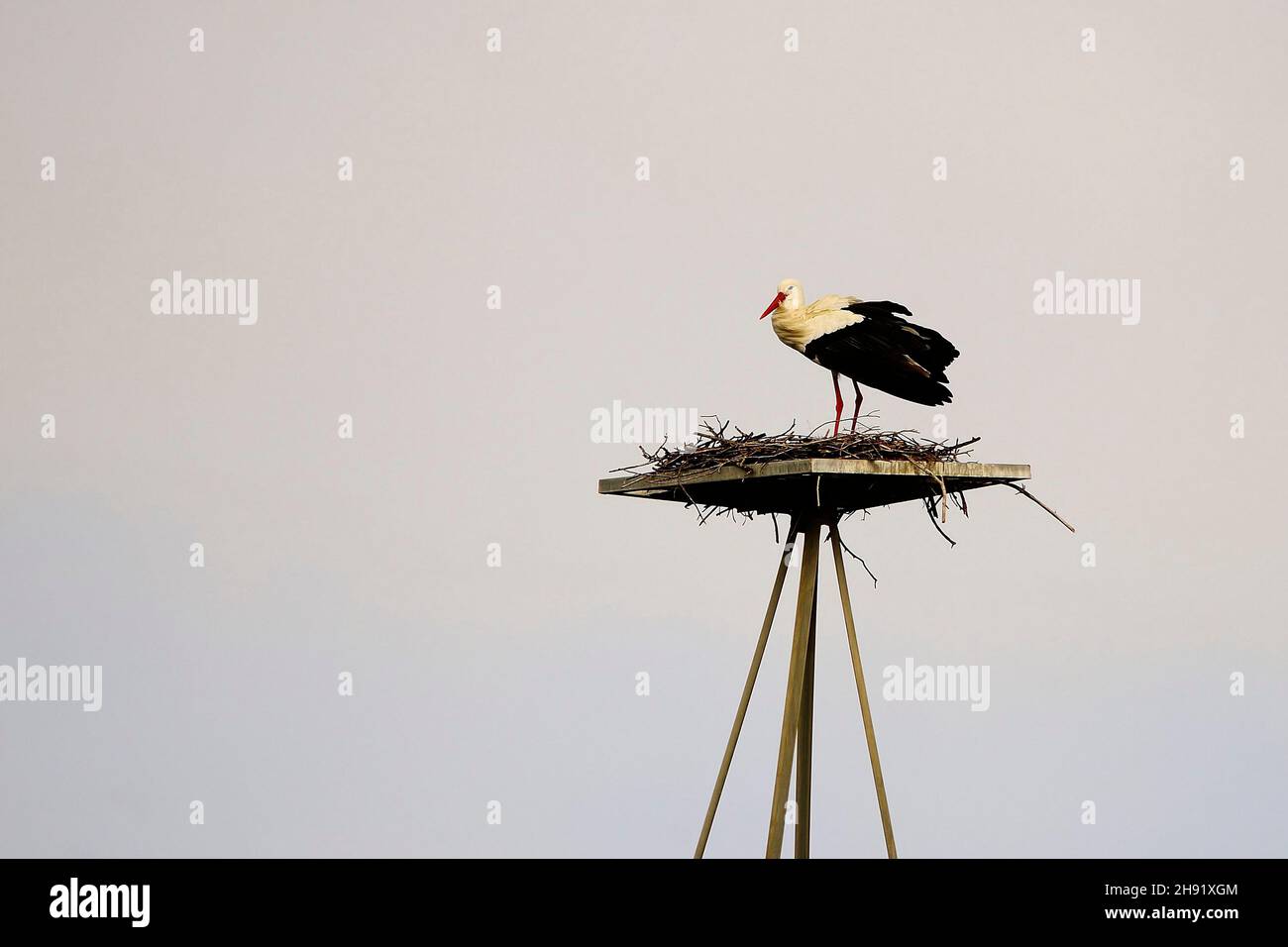 Is a species of bird in the stork family ciconiidae hi-res stock ...