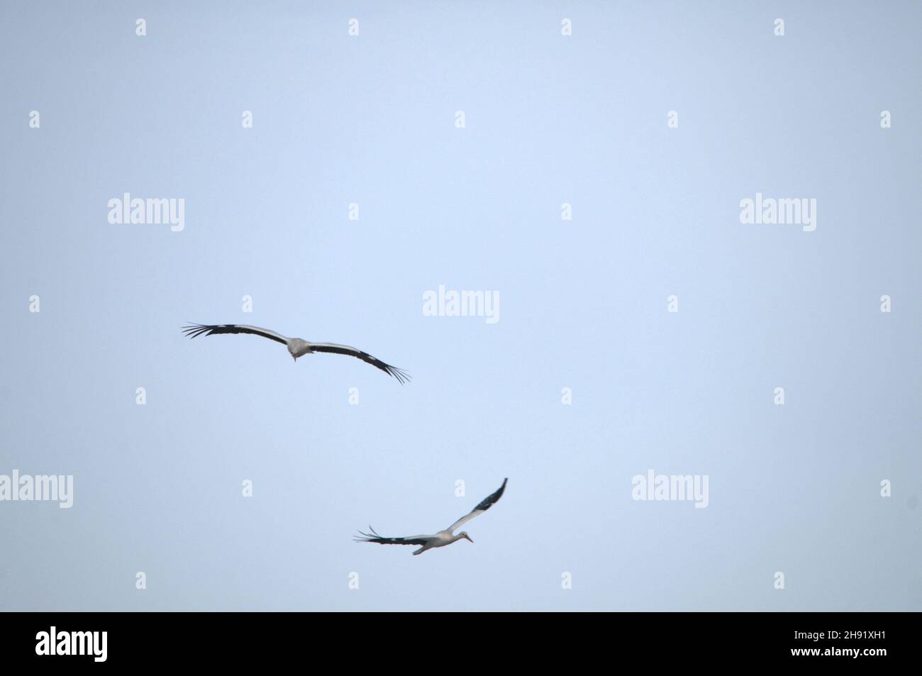 Ciconia ciconia - The white stork is a species of bird in the ...