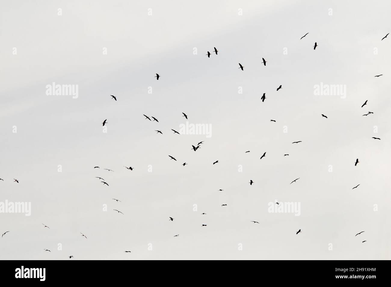 Ciconia ciconia - The white stork is a species of bird in the ...