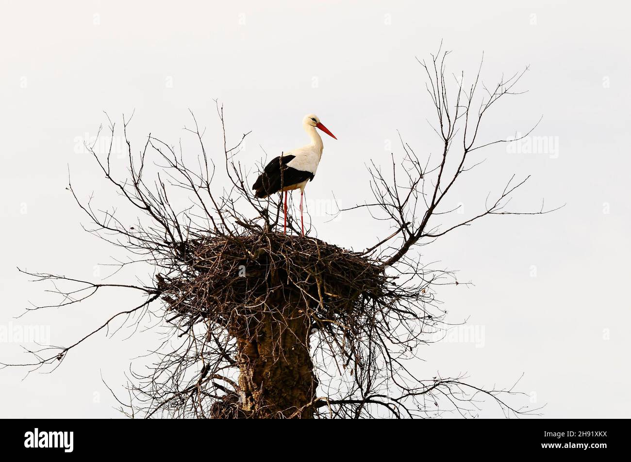 Ciconia ciconia - The white stork is a species of bird in the ...