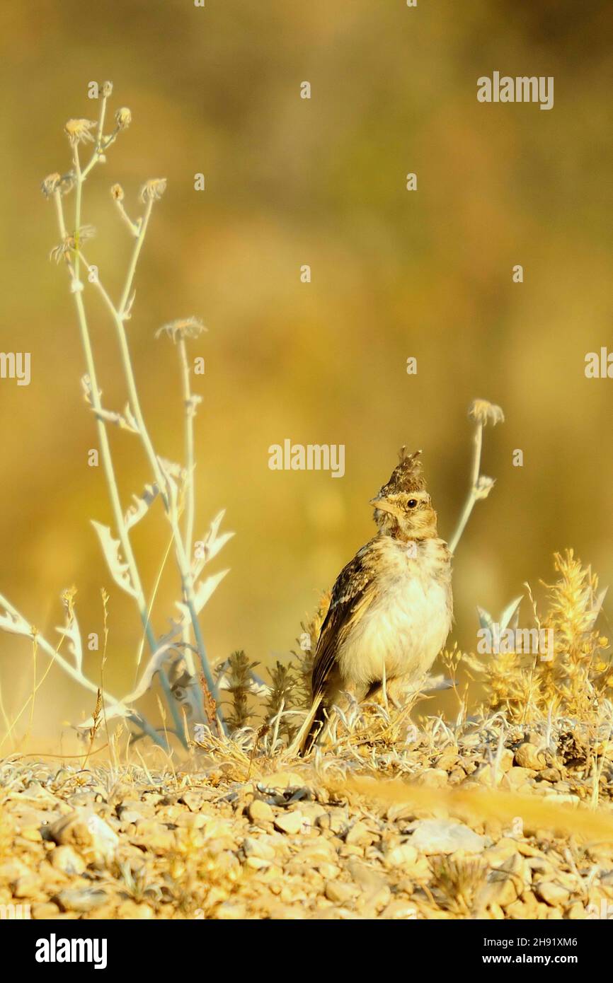 Galerida theklae - The montesina cogujada is a species of bird in the ...