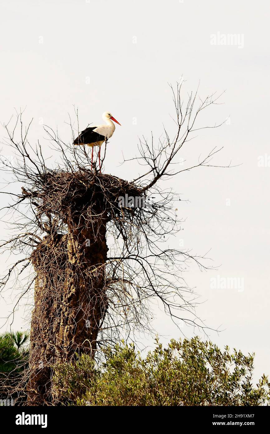 Ciconia ciconia - The white stork is a species of bird in the ...