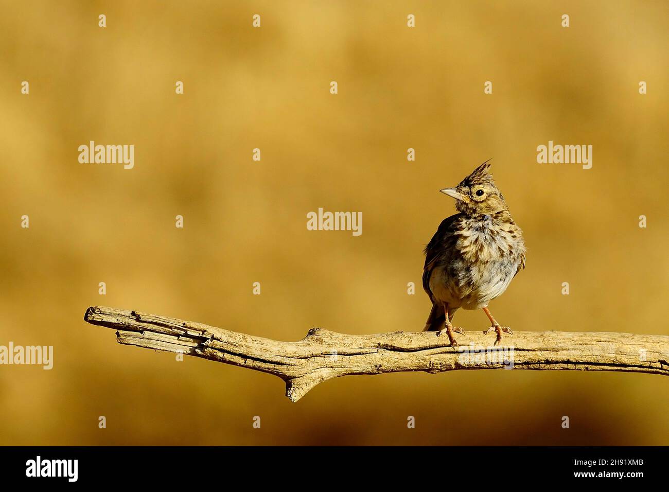 Galerida theklae - The montesina cogujada is a species of bird in the ...