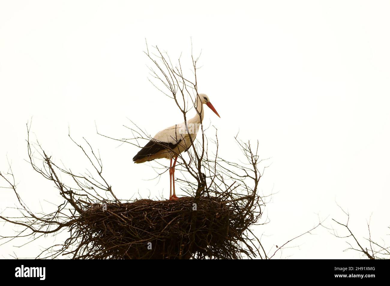 Ciconia ciconia - The white stork is a species of bird in the ...