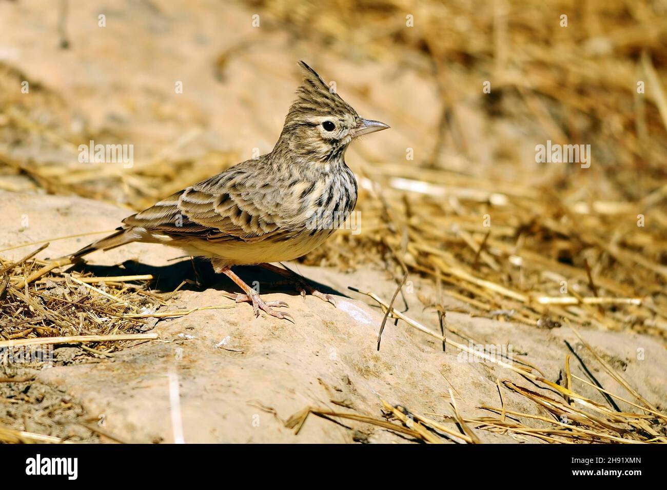 Galerida theklae - The montesina cogujada is a species of bird in the ...