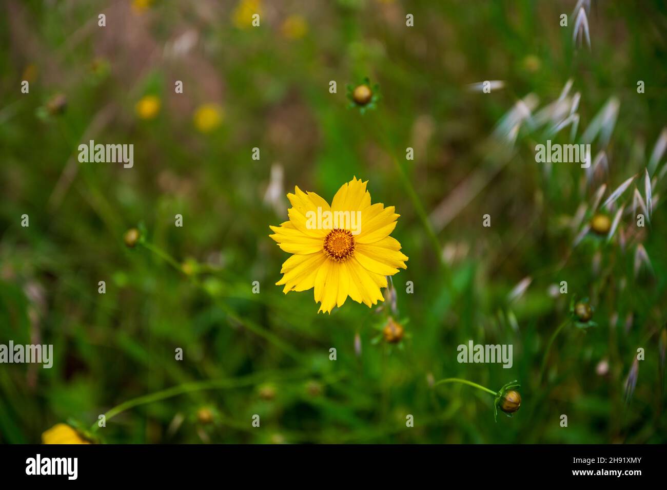 Calliopsis hi-res stock photography and images - Alamy