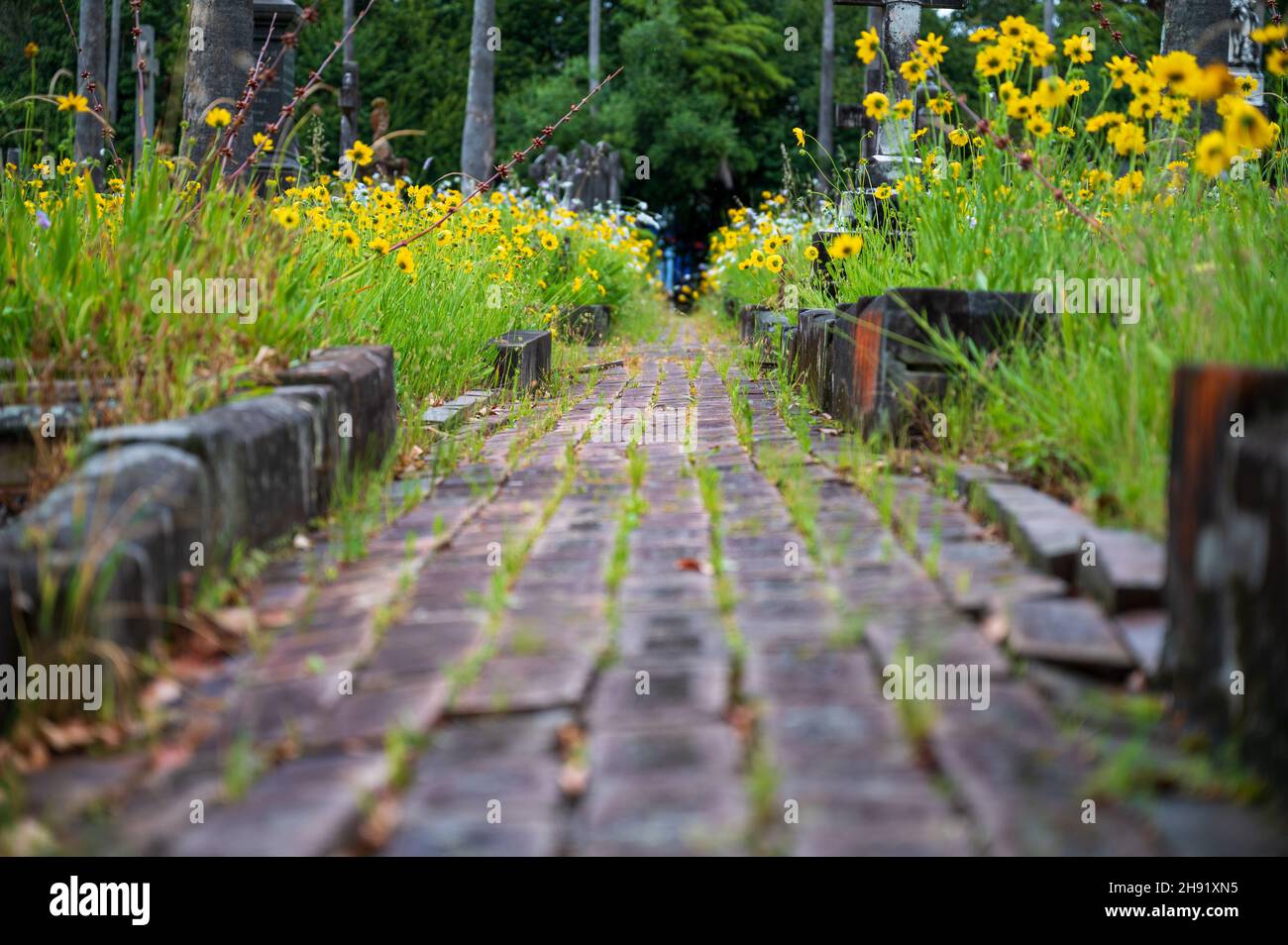 Genus calliopsis hi-res stock photography and images - Alamy