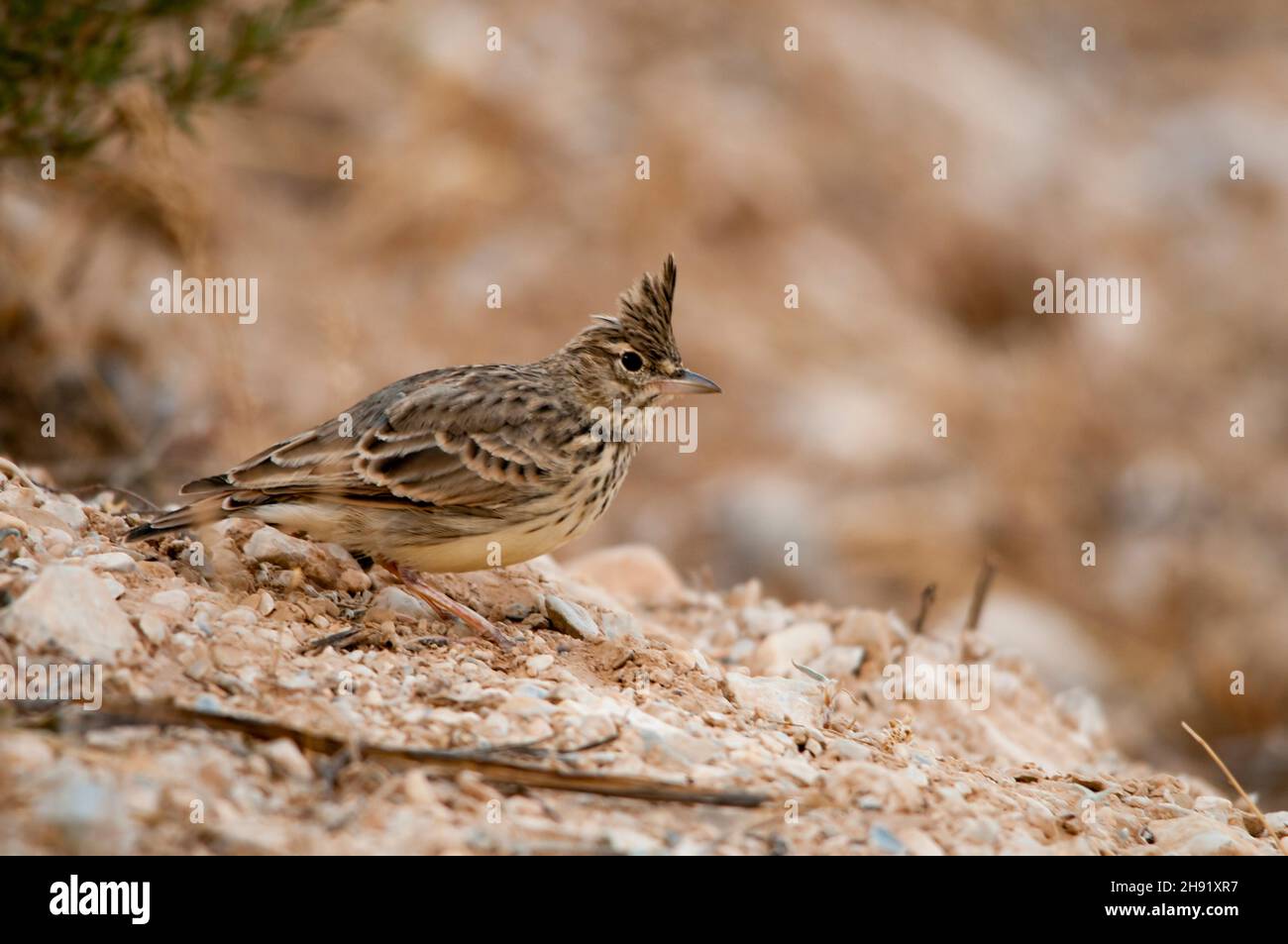 Galerida theklae - The montesina cogujada is a species of bird in the ...