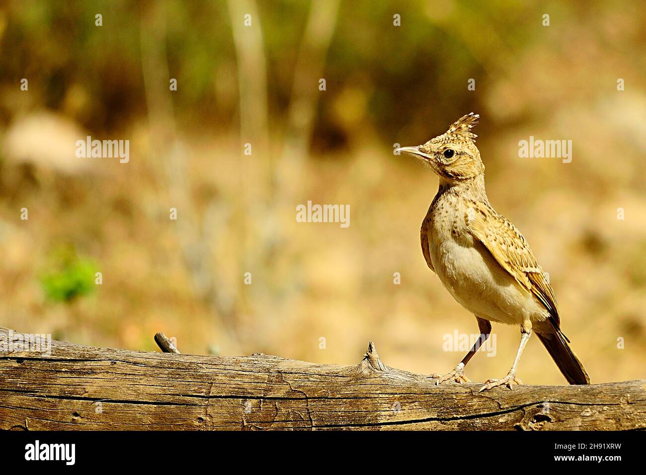 Galerida theklae - The montesina cogujada is a species of bird in the ...