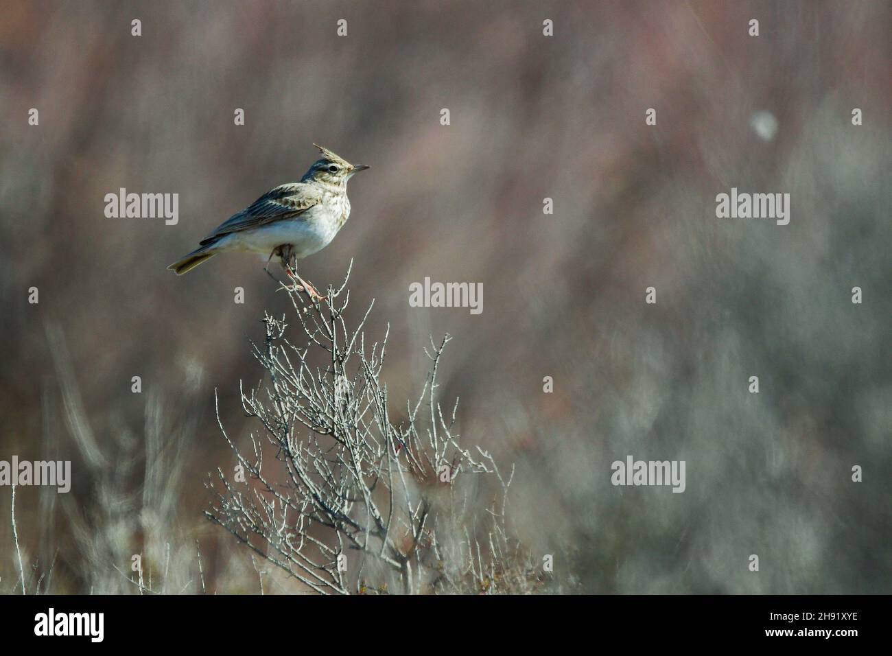 Galerida theklae - The montesina cogujada is a species of bird in the ...