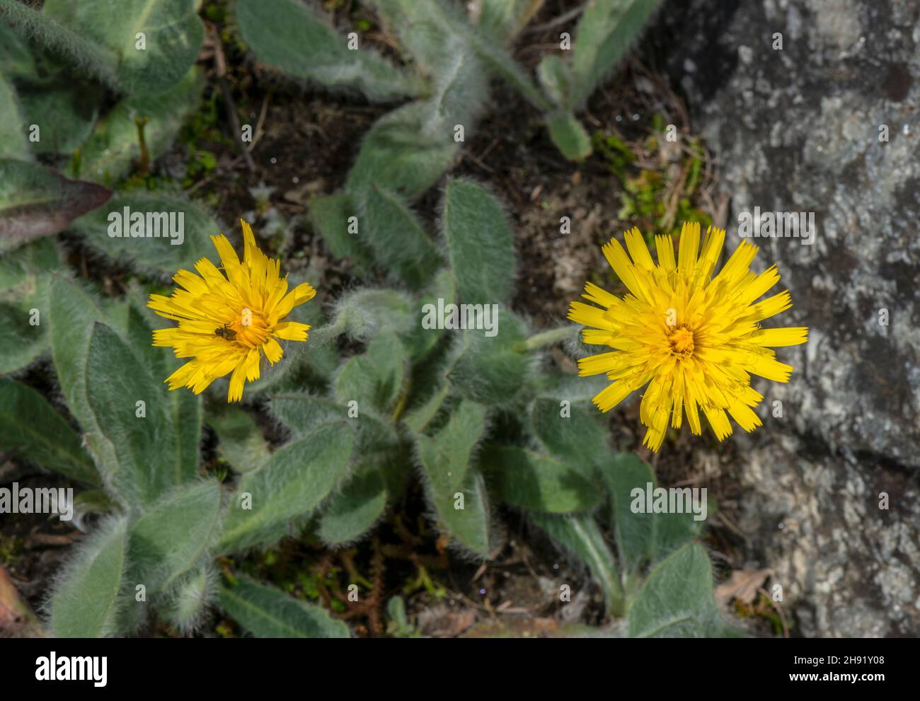 Shaggy hawkweed hi-res stock photography and images - Alamy