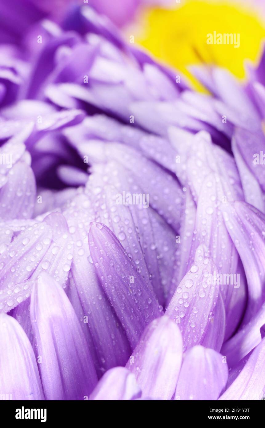 Violet aster flower closeup photo Stock Photo - Alamy